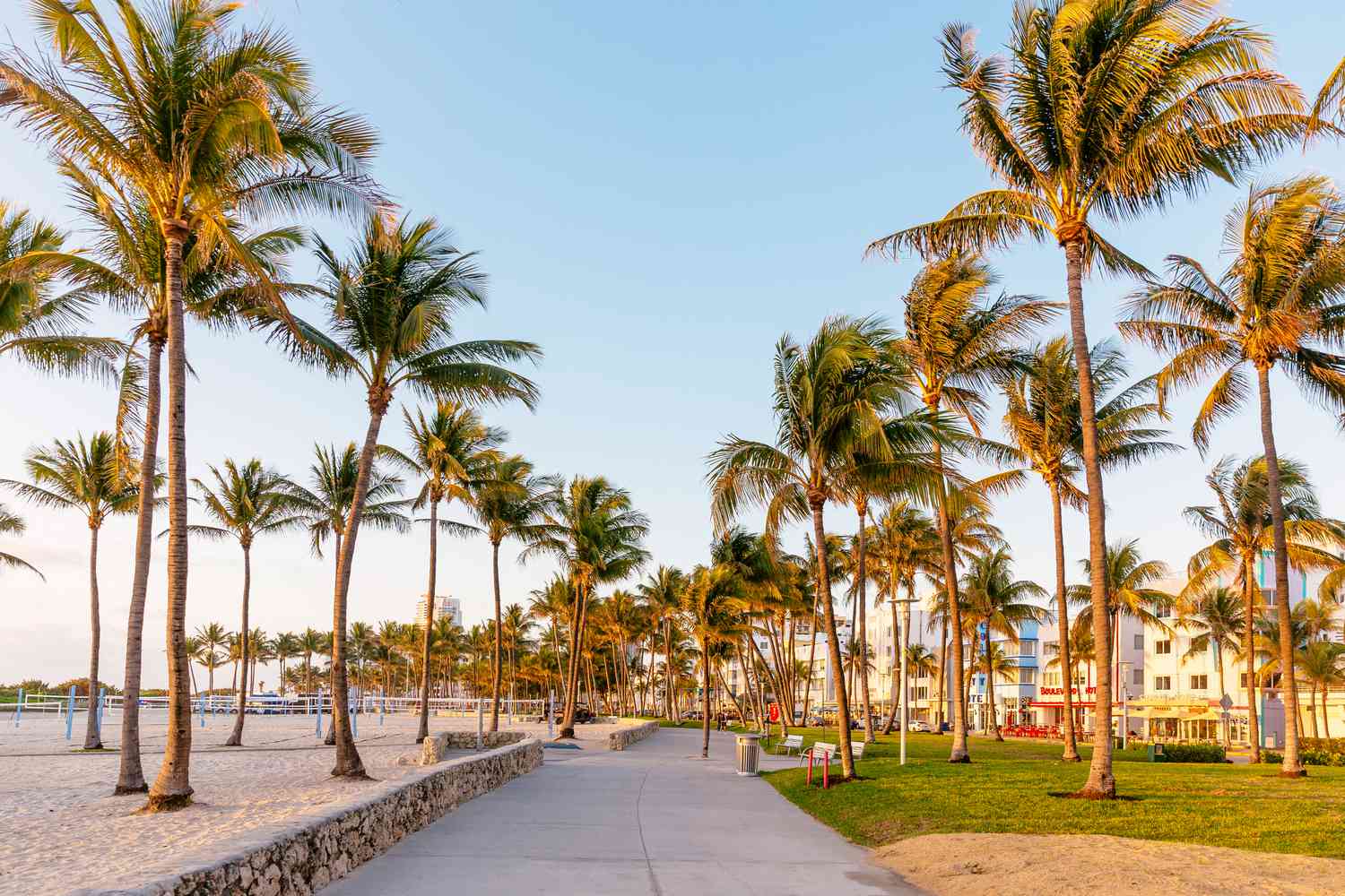 Are Palm Trees Native to Florida: Exploring the Sunshine State