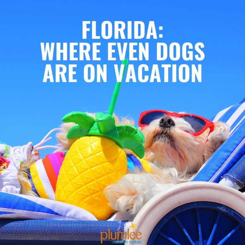 Florida Meme: A Deep Dive into the Sunshine State