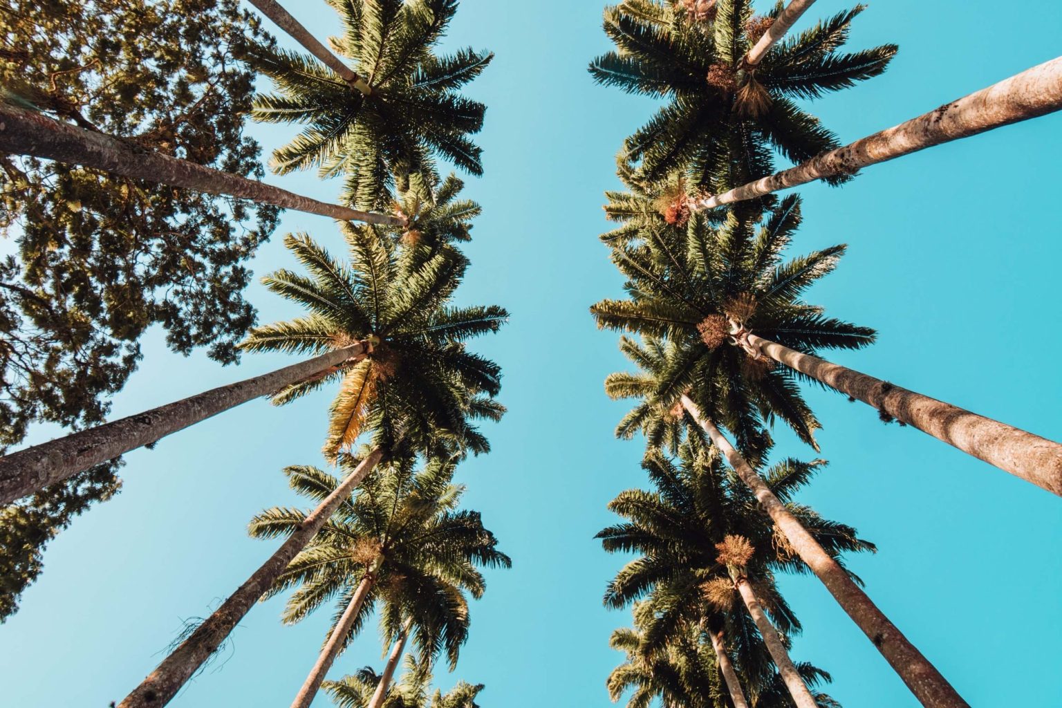 Are Palm Trees Native to Florida: Exploring the Sunshine State
