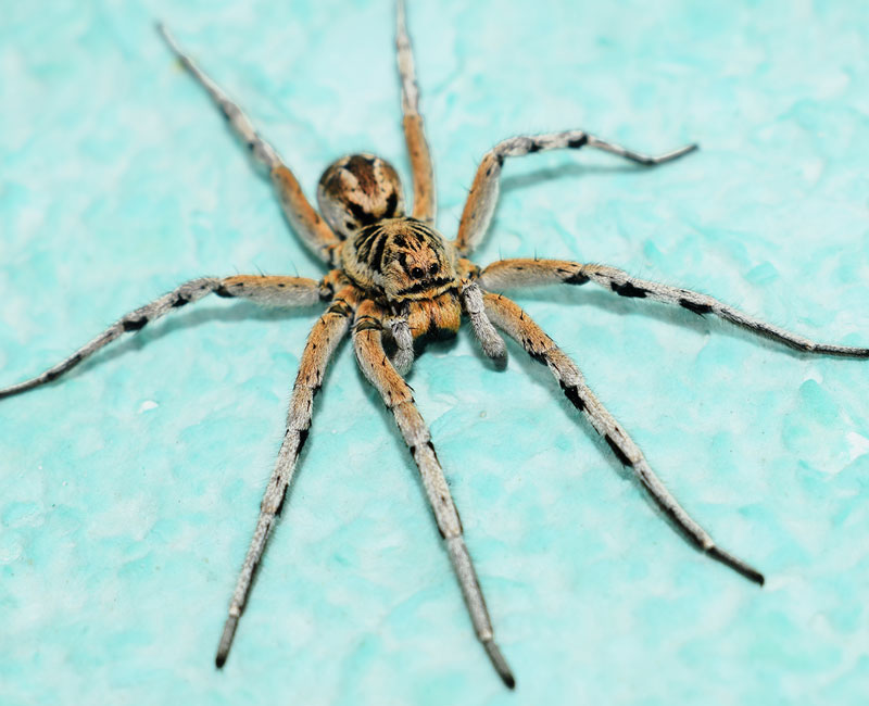 Wolf Spider Florida: A Comprehensive Guide