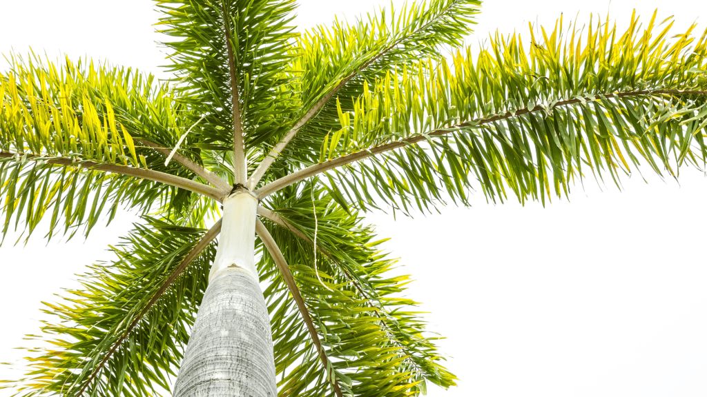 Are Palm Trees Native to Florida: Exploring the Sunshine State